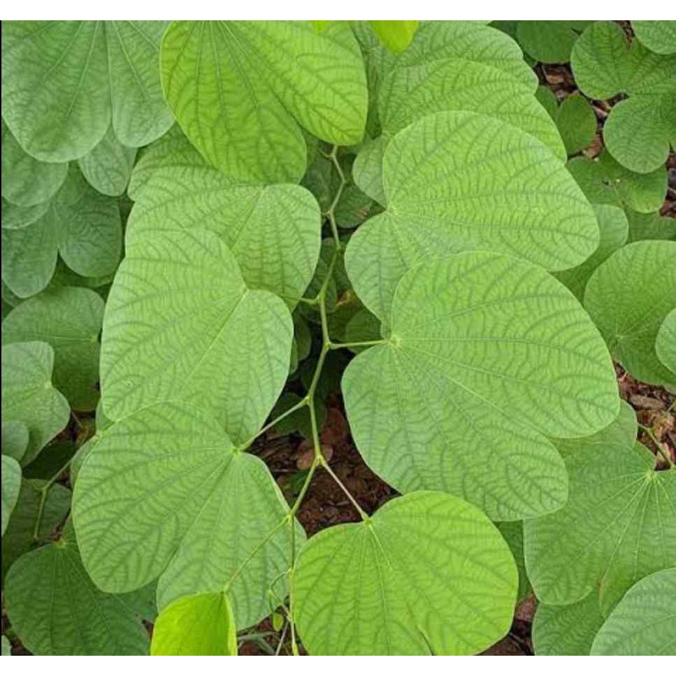 Jual Kedai 1000 Gram Daun Segar Bauhinia Pelikacu Kupu Kupu Tayuman ...