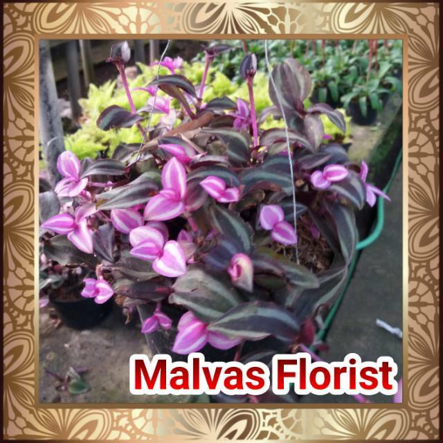 Rangkuman 24+ Tanaman Bunga Di Air yang Wajib Diketahui - Informasi ...