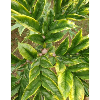 Jual BIBIT PORANG 1KG ISI 300 BIBIT KATAK PORANG / BULBIL PORANG ASLI ...