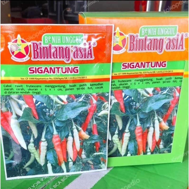 Jual benih bibit cabe rawit besar sigantung 10gram bintang asia 100% ...