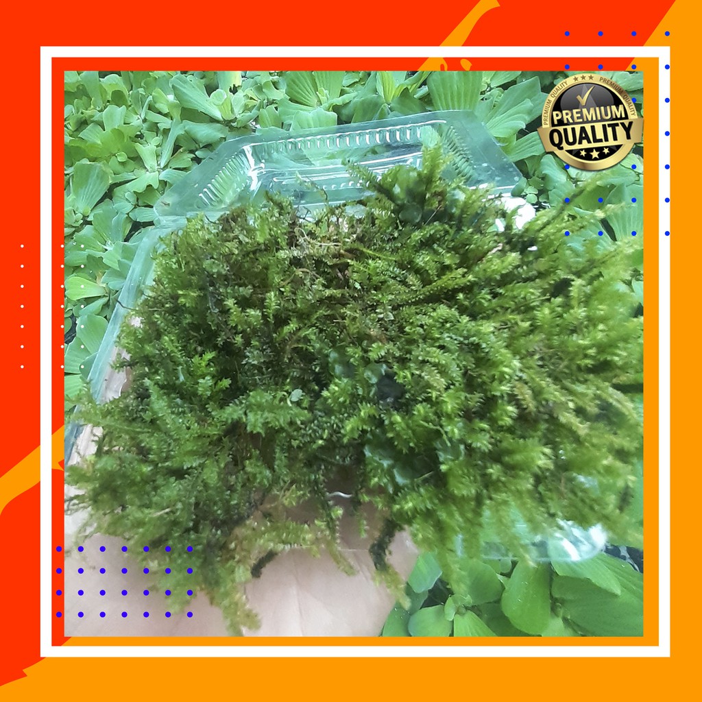 Jual Moss paludarium terrarium/ Moss Gorontalo paludarium Tanaman ...