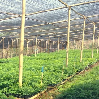 Jual Jaring Pertanian Paranet 85 Persen Lebar 1,5 Meter Panjang 5 Meter ...