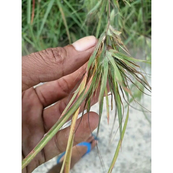 Jual rumput merakan rumput bujang perindu fres 500 gram | Shopee Indonesia