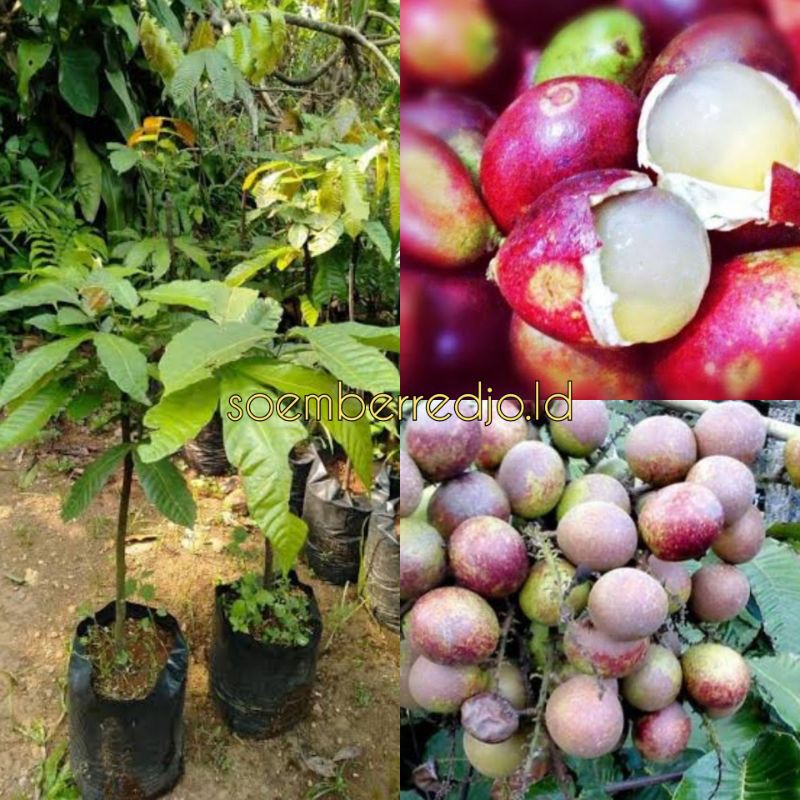 Jual Ori! Okulasi Bibit Buah Matoa Tanaman Asal Papua - WISATA AGROTANI ...