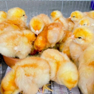 Jual Ecer DOC Layer Petelur Bibit Anak Ayam Petelur Betina Lohman ...