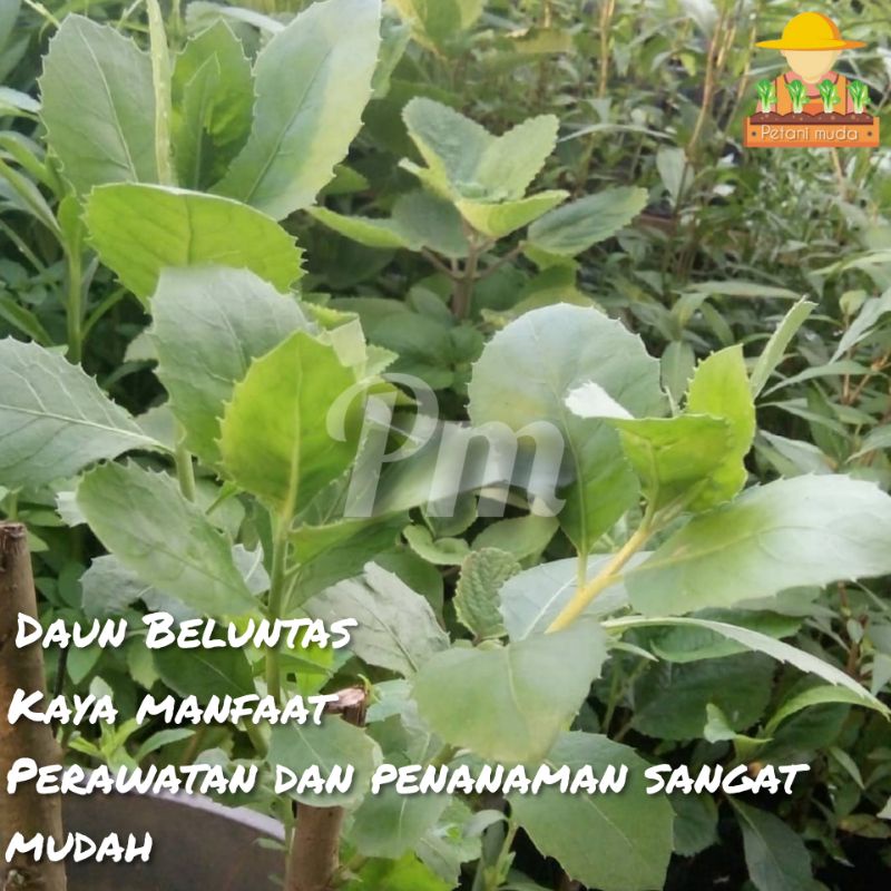 Jual Daun Beluntas Langsung Petik Dari Pohon / Luntas | Shopee Indonesia