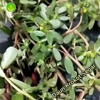 Jual Daun Krokot Gelang Portulaca Oleracea Segar - Herbal Pengobatan ...