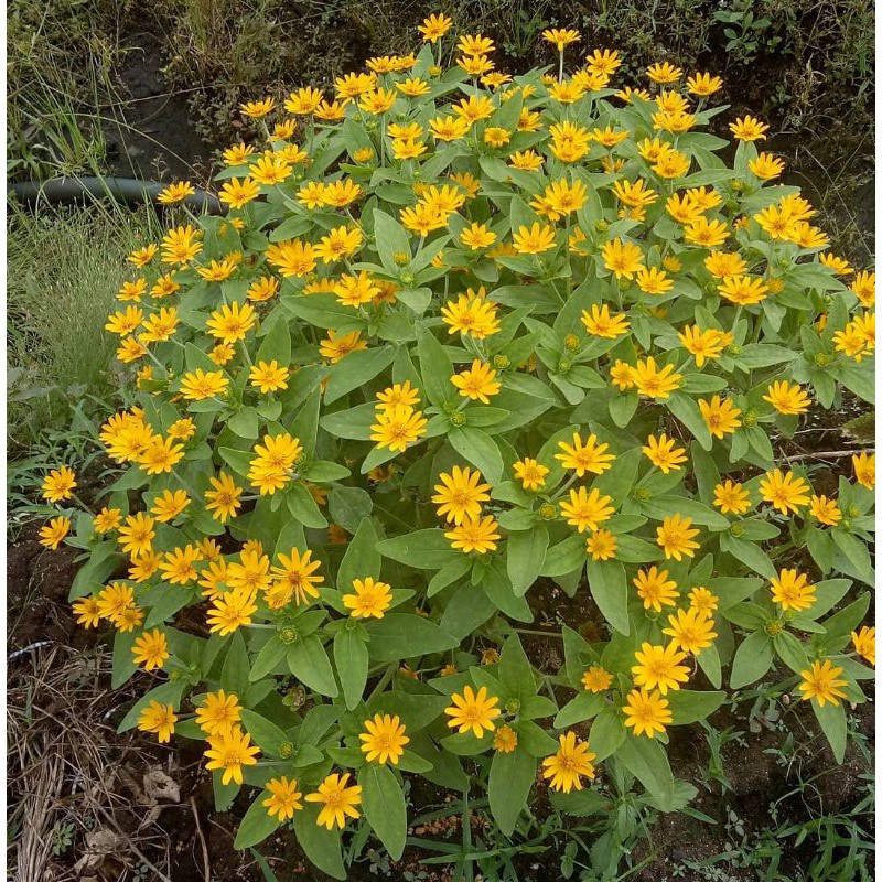 Jual Tanaman Hidup bunga Matahari Mini. | Shopee Indonesia