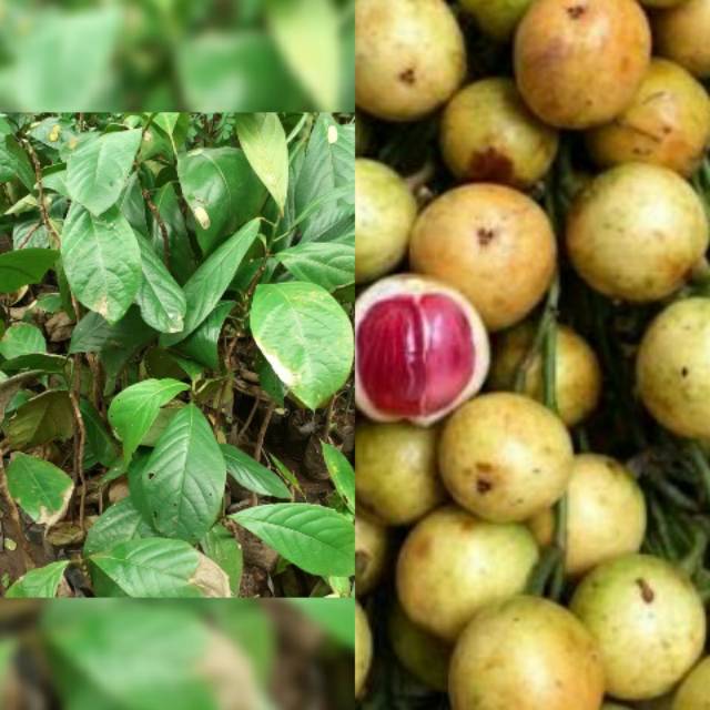 Jual BIBIT POHON MENTENG RAMBAI TANAMAN BUAH MENTENG RAMBE Indonesia ...