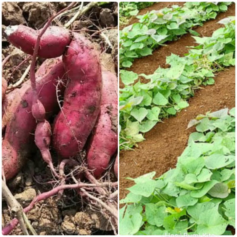 Jual Bibit Ubi Jalar Ungu Tanaman Herbal Ubi Jalar Jepang 35 CM tanaman ... Jual Bibit Ubi Jalar Ungu Tanaman Herbal Ubi Jalar Jepang 35 CM tanaman ...