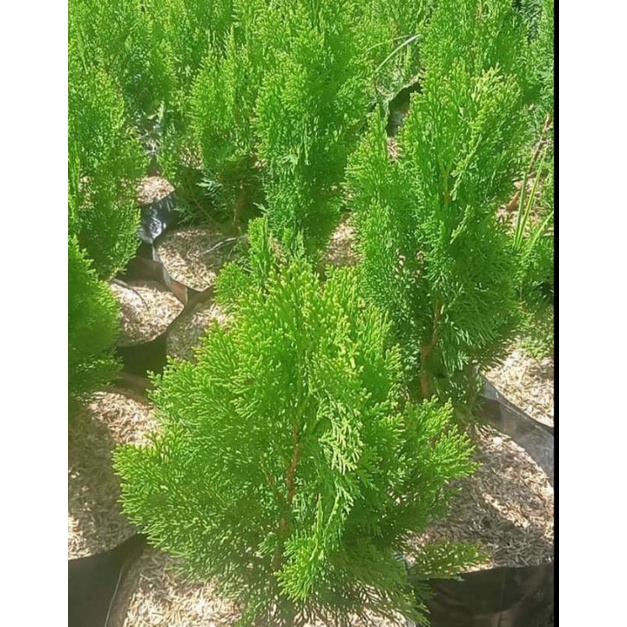 Jual cemara duri Harga Terbaik & Termurah Desember 2022 | Shopee Indonesia