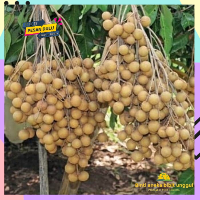 Jual lengkeng | Shopee Indonesia