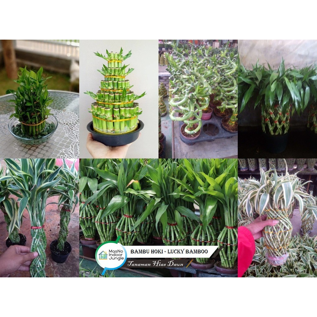 Jual Tanaman Hias Bambu Hoki - Tanaman Indoor Lucky Bamboo - Tanaman ...