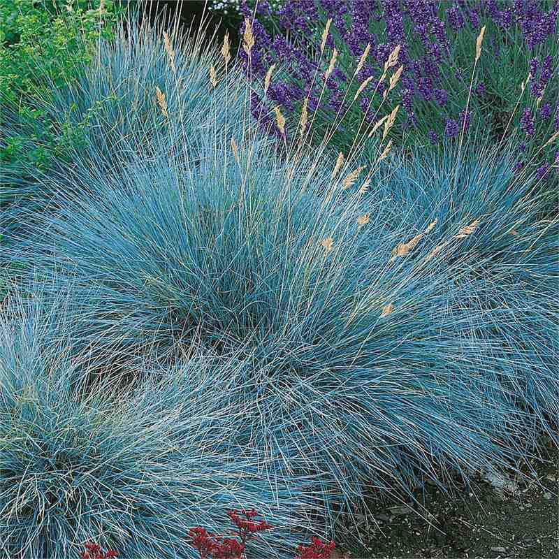 Jual TANAMAN RUMPUT BIRU/FESTUCA GLAUCA | Shopee Indonesia