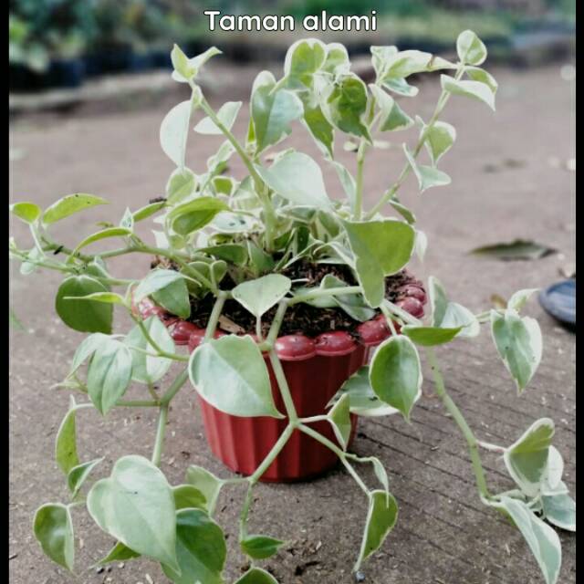 Jual Tanaman hias teplan terang bulan rimbun - pohon gantung teplan ...