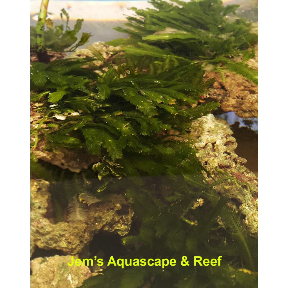 Jual Tanaman Refugium / Macro Algae Aseman (Caulerpa) | Shopee Indonesia