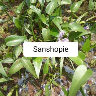 Jual Daun eceng sawah segar fresh per 500 gram | Shopee Indonesia