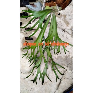 Jual COD !! Tanaman Hias Simbar Menjangan/ randuk rusa/ platycerium ...
