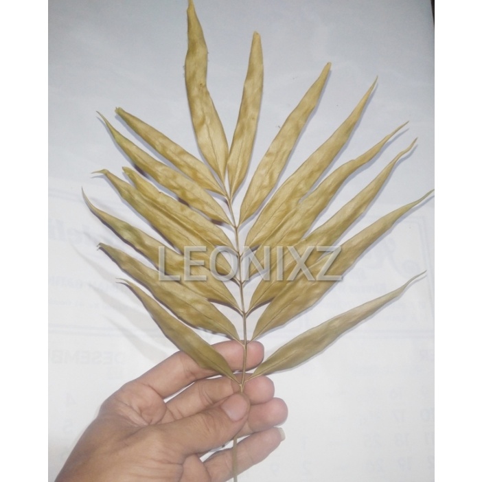 Jual DAUN PAKIS KERING HIASAN DEKORASI RUSTIK RUSTIC | Shopee Indonesia
