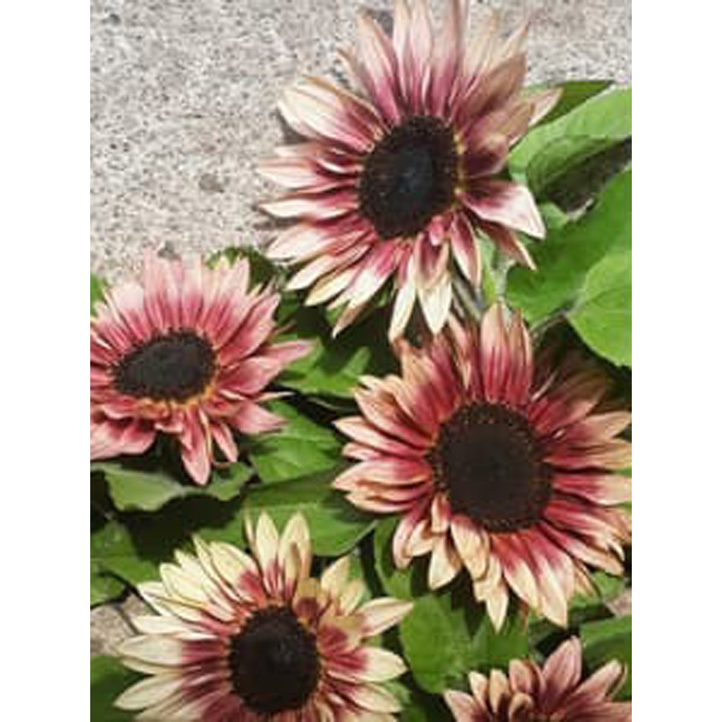 Jual Bibit Benih Biji Sunflower Ruby Eclipse Bunga Matahari Bicolor ...
