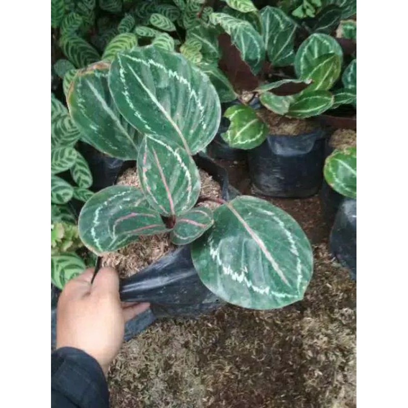 Jual Bunga CALATHEA GREEN LIPSTIK | Shopee Indonesia