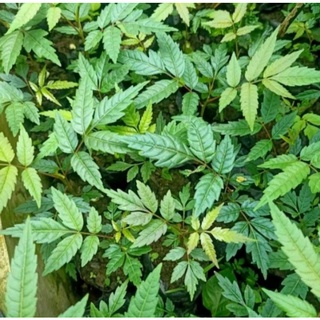 Jual Bibit pohon suren atau surian | Shopee Indonesia