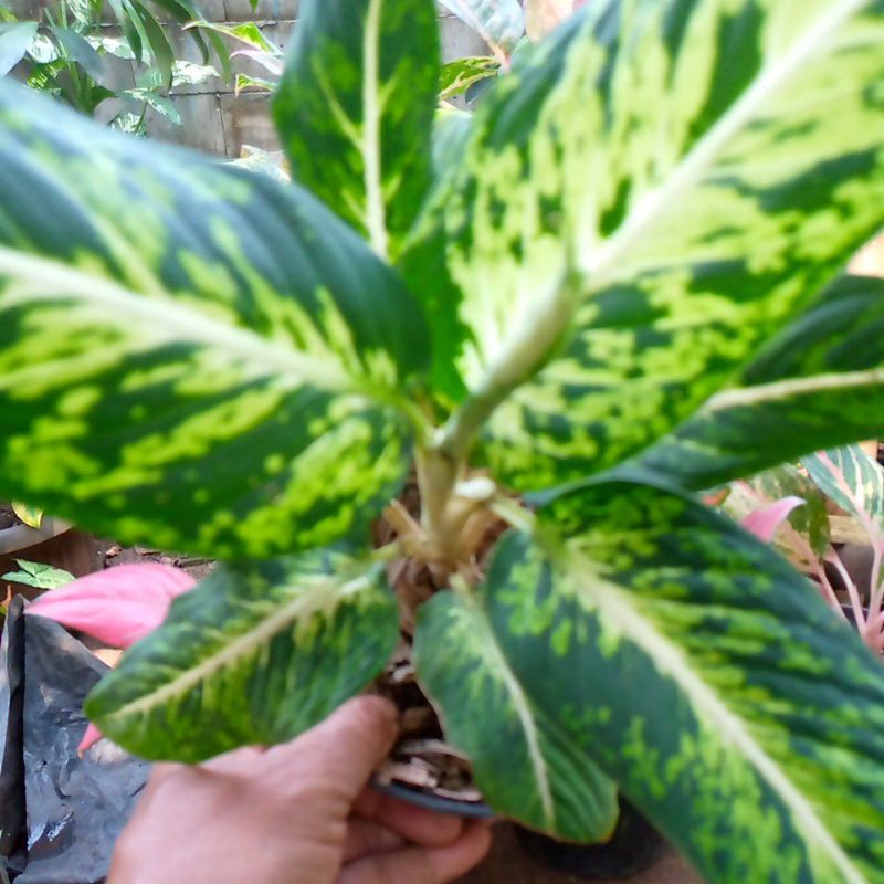 Harga tanaman diven sparkle Terbaru Jun 2025 | BigGo Indonesia