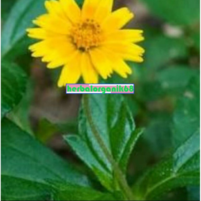 Jual promo harga jual termurah daun seruni jalar atau wedelia press ...