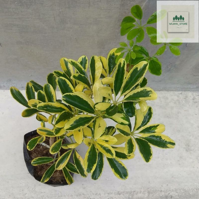 Jual Tanaman hias Wali songo varigata golden - Schefflera Grandiflora Variegatte | Shopee Indonesia