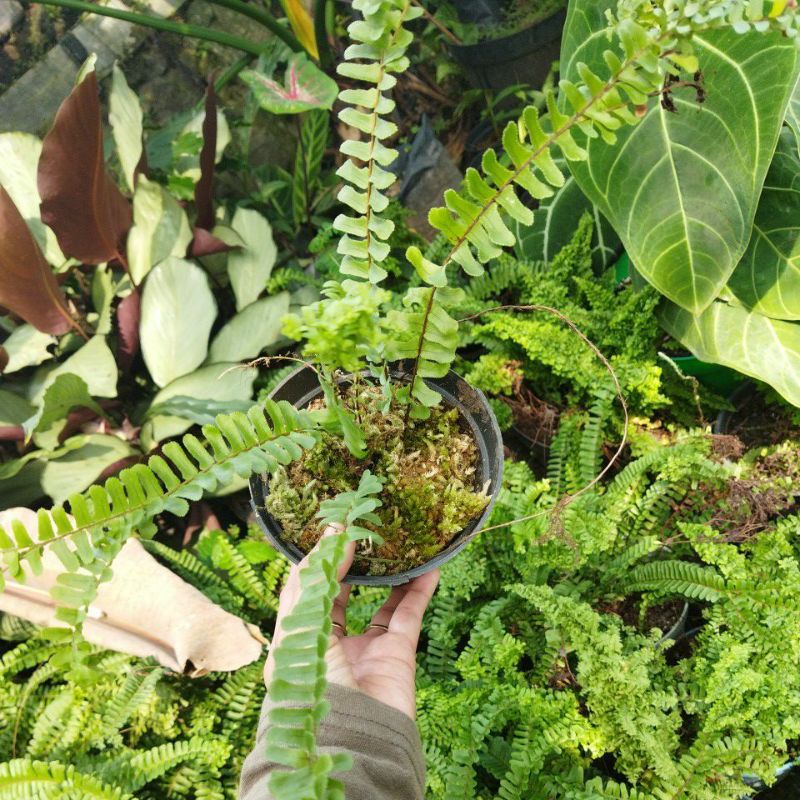 Jual Tanaman Pakis Indonesia | Shopee Indonesia