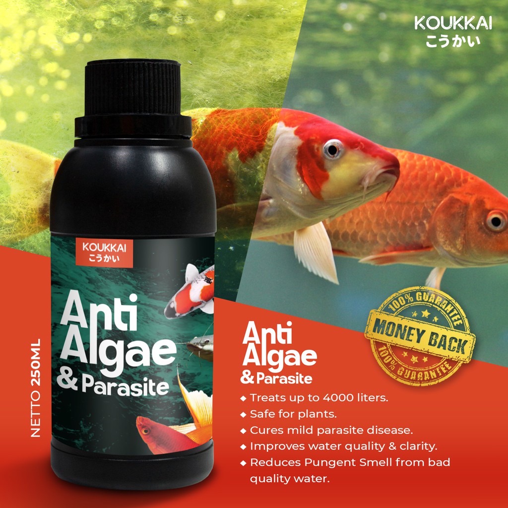 Jual Anti Alga & Parasit Koukkai 4000 liter air / Obat Lumut / Alga ...