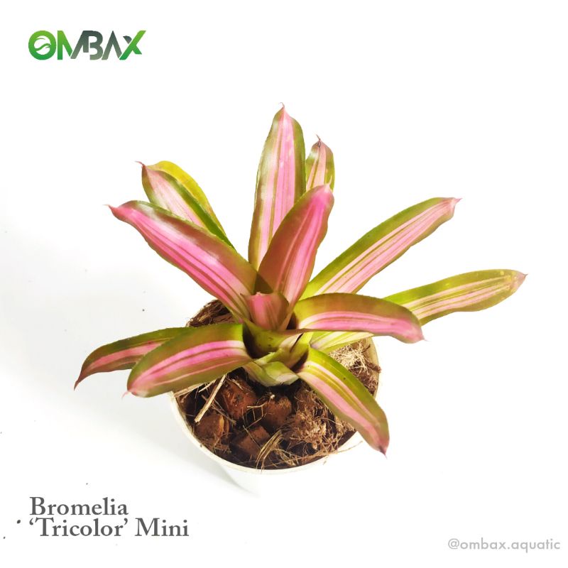 Jual Bromelia 'Tricolor' Mini - Tanaman Paludarium / Kecil / Pink ...