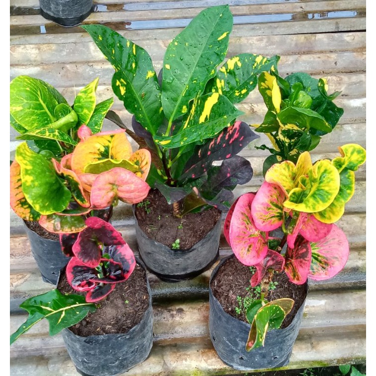 Jual Tanaman Puring Paket Hemat isi 5 jenis | Shopee Indonesia