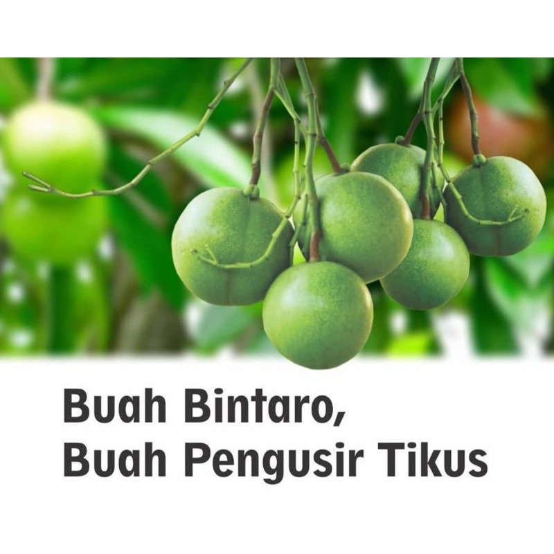 Jual Buah bintaro Super ( Pengusir tikus alami ) 1KG | Shopee Indonesia