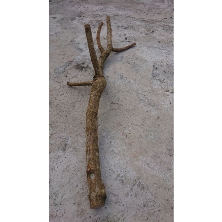 Jual Dahan ranting kayu jati natural bercabang 120 cm | Shopee Indonesia