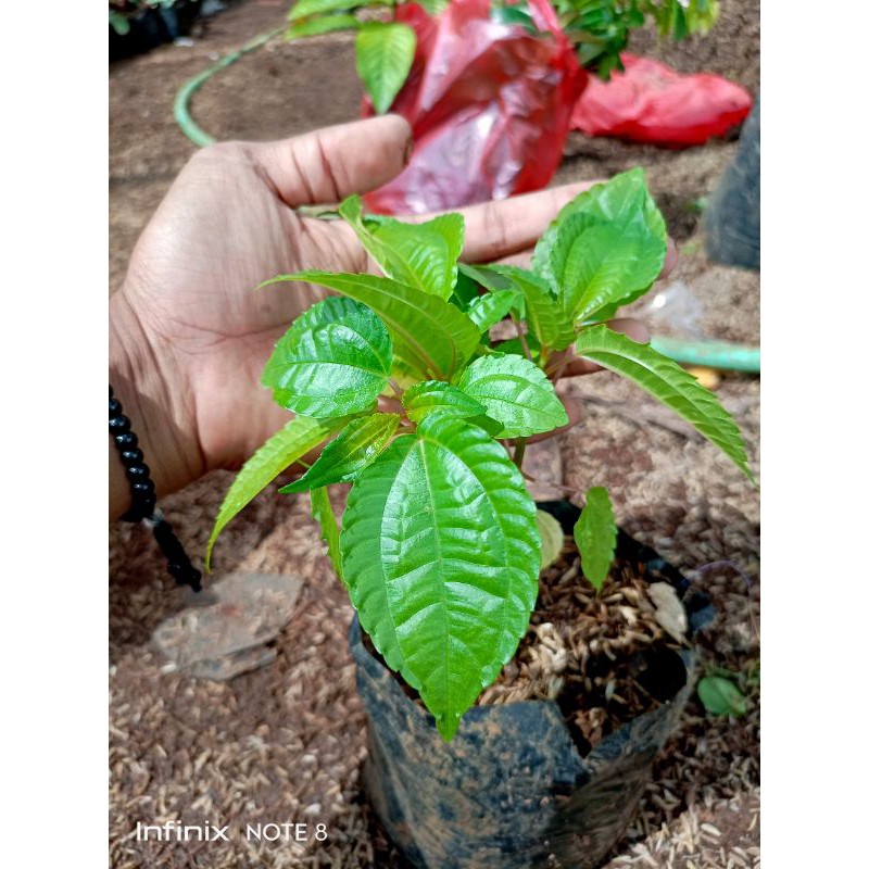 Jual TANAMAN DAUN POH-POHAN - TANAMAN LALAPAN | Shopee Indonesia