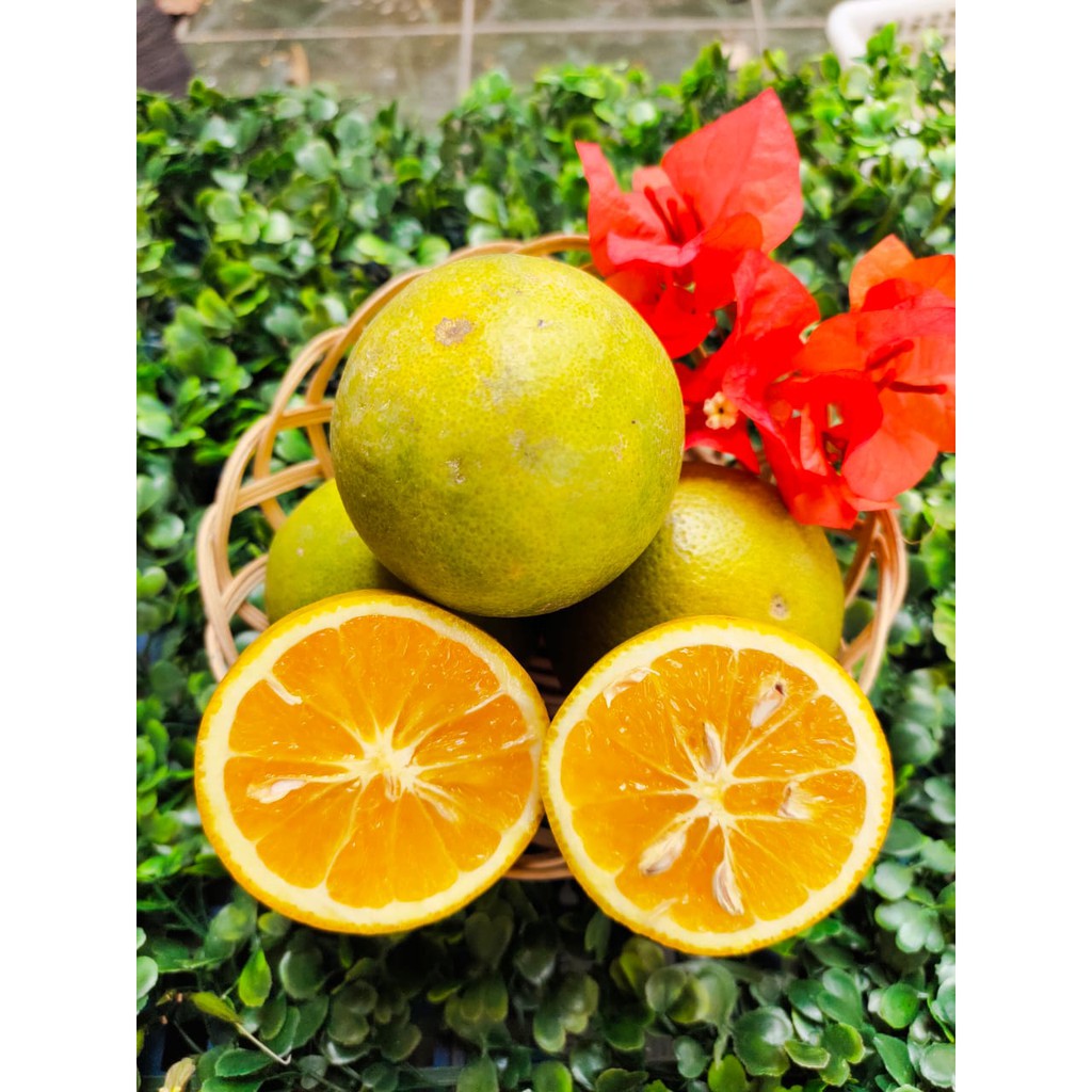 Jual PREMIUM MART Jeruk Baby Java Malang [1 kg] | Shopee Indonesia