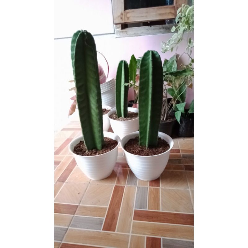 Jual kaktus koboy | Shopee Indonesia