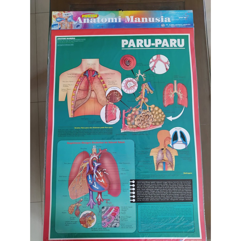 Jual POSTER ANATOMI MANUSIA : PARU-PARU - KARYA PEMBINA | Shopee Indonesia