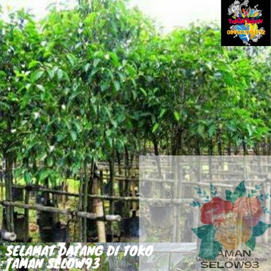 Jual Tanaman hias. Pohon Tanjung tinggi 2 meter. tanaman peneduh ...
