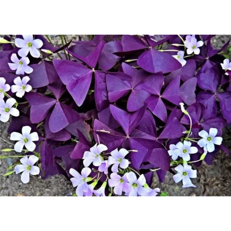 Jual tanaman bunga kupu kupu ungu oxalis triangularis | Shopee Indonesia