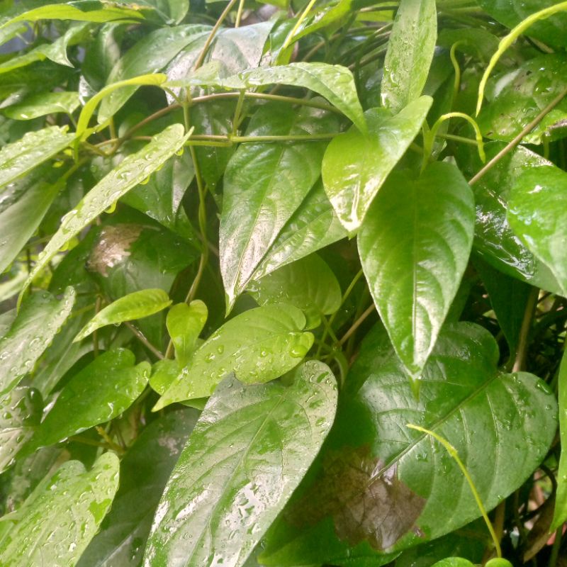 Jual daun simbukan atau kahitutan 500grm | Shopee Indonesia