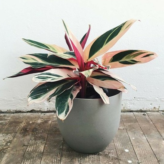 Jual Tanaman Calathea Tricolor Merah Putih | Kalatea Multicolor ...