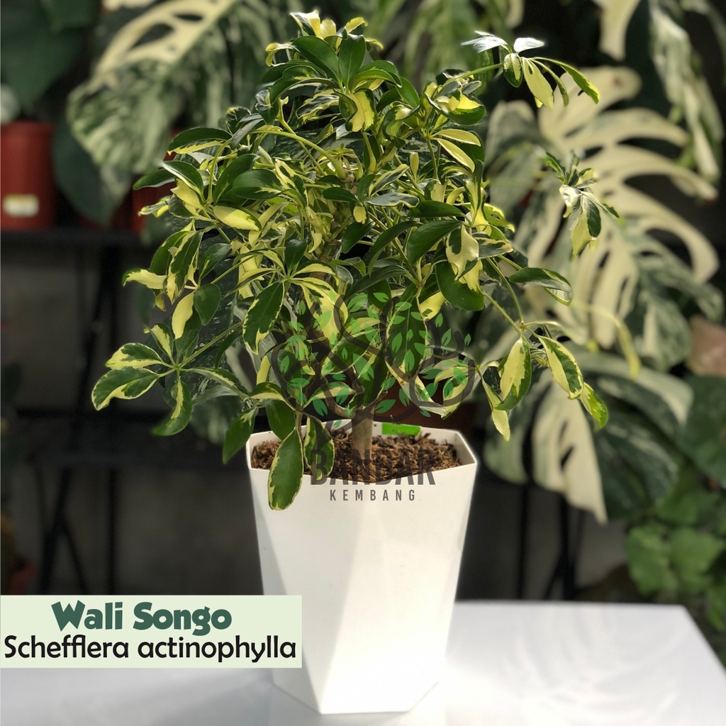 Jual Tanaman Daun Hias Wali Songo/Pohon Gurita (Schefflera ...