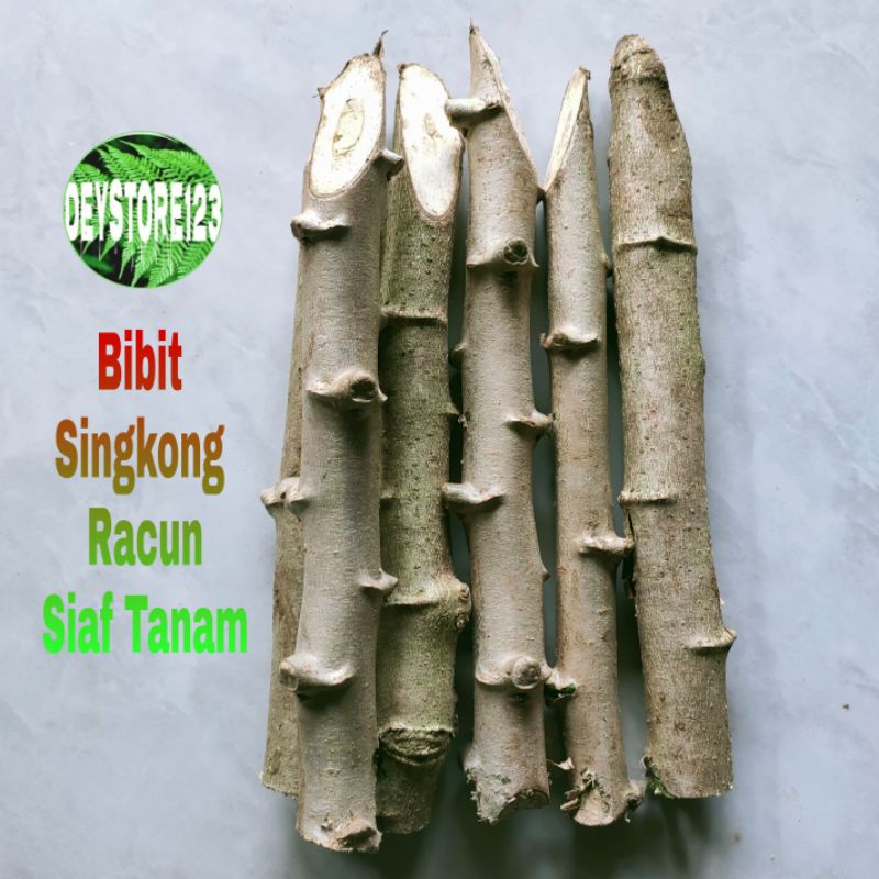 Jual BENIH SETEK SINGKONG RACUN SAPIKURU | Shopee Indonesia