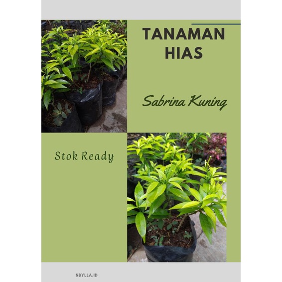 Jual Tanaman Hias Sabrina | Shopee Indonesia