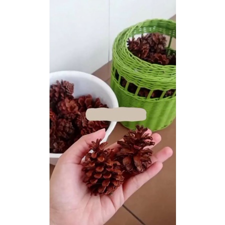 Jual bunga pinus/biji pinus kering | Shopee Indonesia
