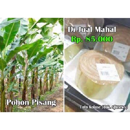 Jual Gedebong Pisang Segar, SEJUTA MANFAAT Gedebok Pisang Batang Pisang ...