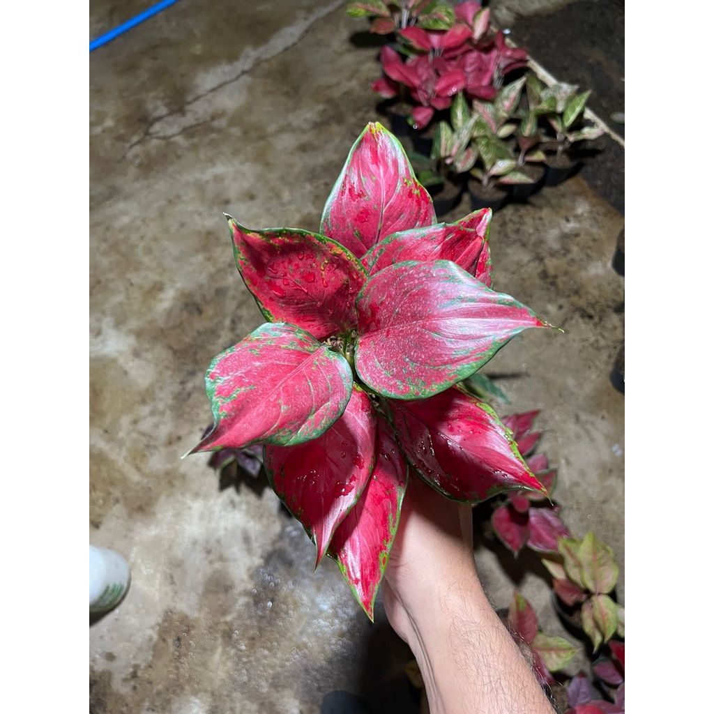 Jual Bunga aglonema red queen | Shopee Indonesia