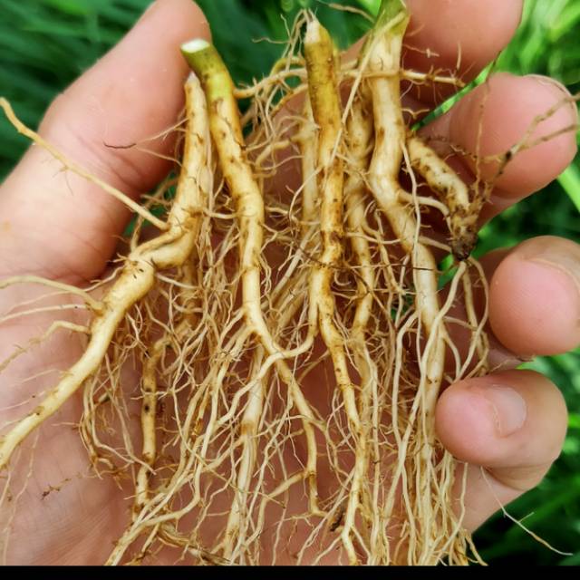 Jual Akar sidaguri / sadagori 100 gram | Shopee Indonesia